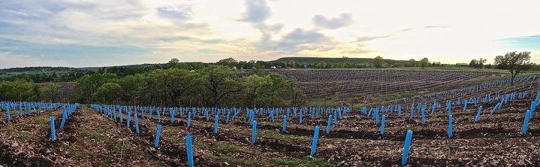 Grow Tube Shelters for Vines & Orchard Trees | Blue-X Grow Tubes